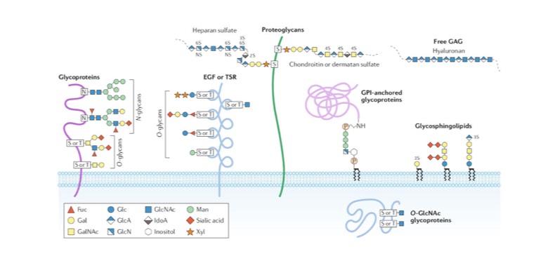 GlycoWorks® N-Glycan Sample Prep - OneLab