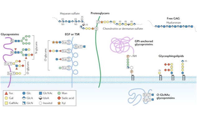 GlycoWorks® N-Glycan Sample Prep - Protocol - OneLab